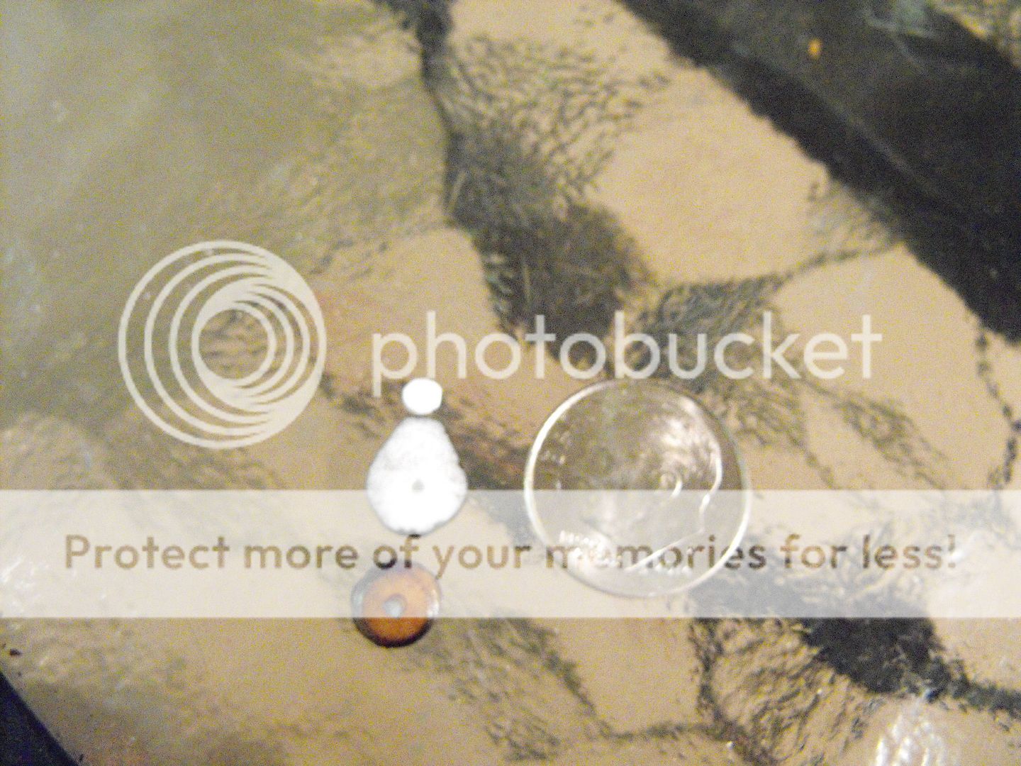 building a 77 elkie model for daddyR | Page 4 | El Camino Central Forum